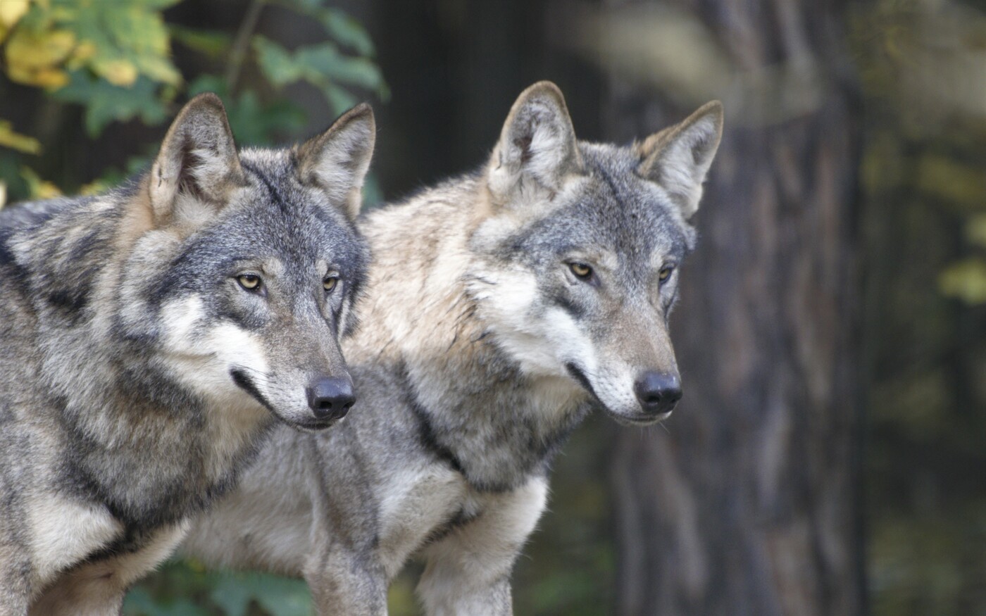 Védett szürke farkasok kilövésével gyanúsítanak három borsodi férfit ...